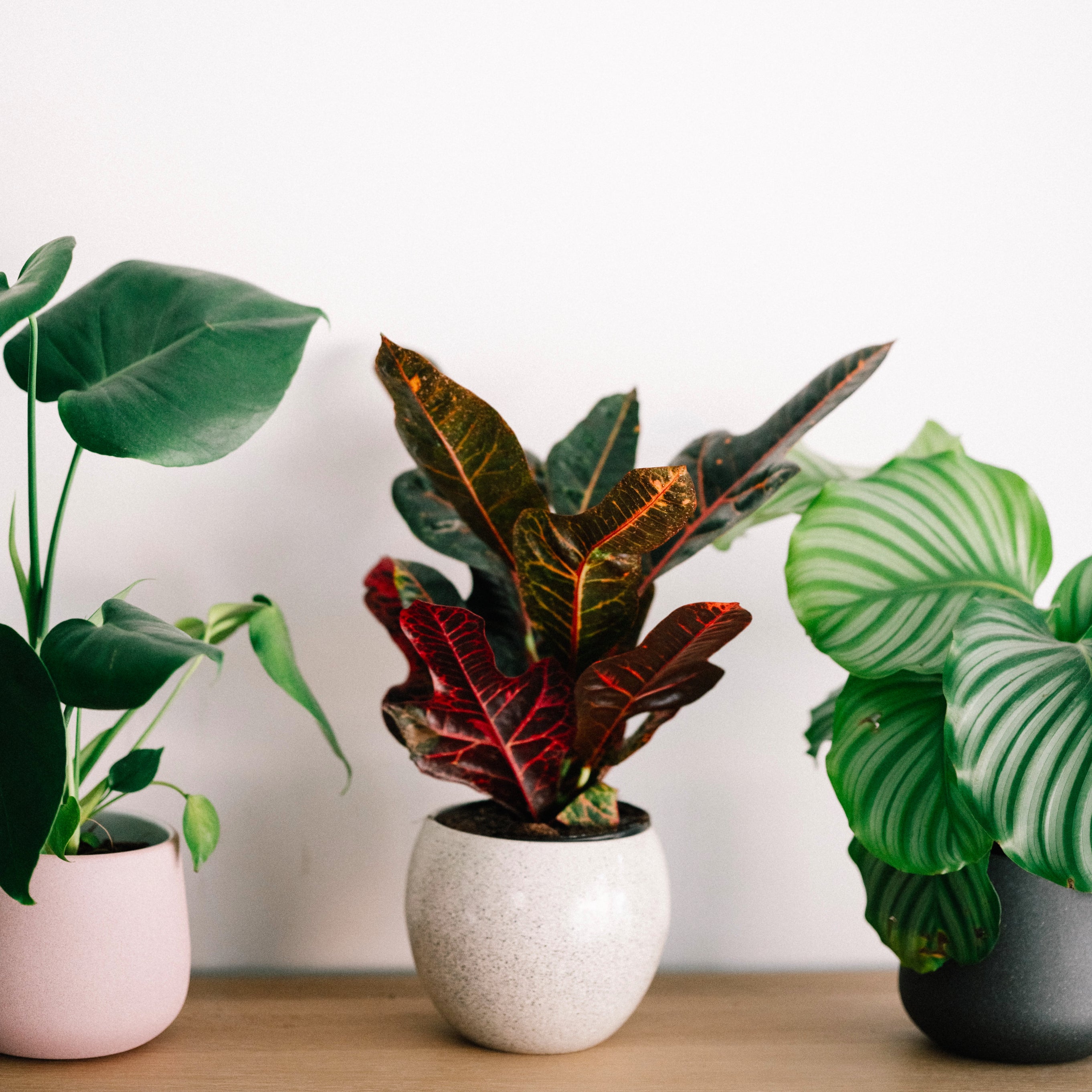 Greenhound And Leaves BIGGEST Plant Sale Leaves House greenhound-and-leaves-biggest-plant-sale-leaves-house