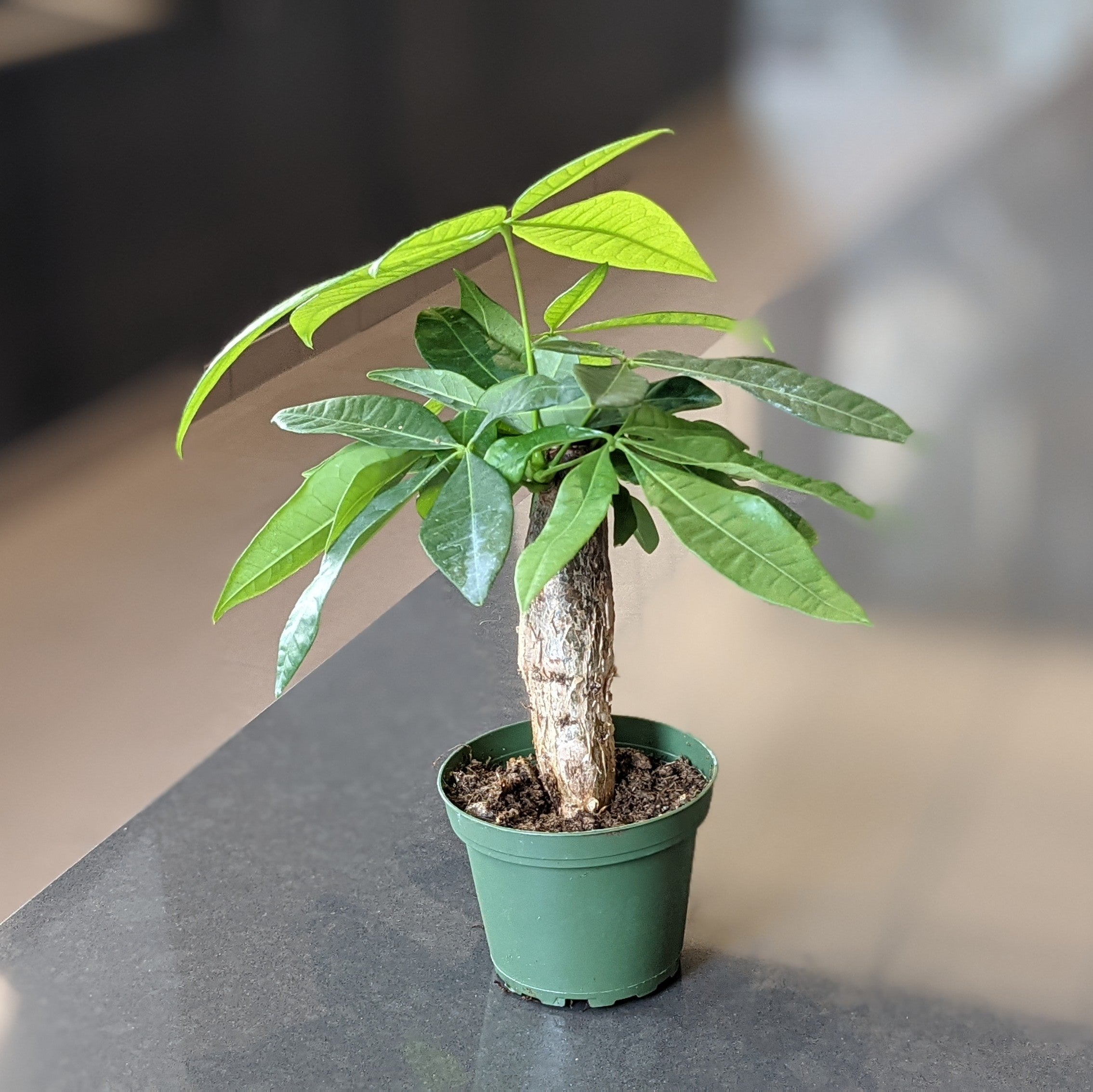 Money Tree Stump- 4 inch pot – Leaves House