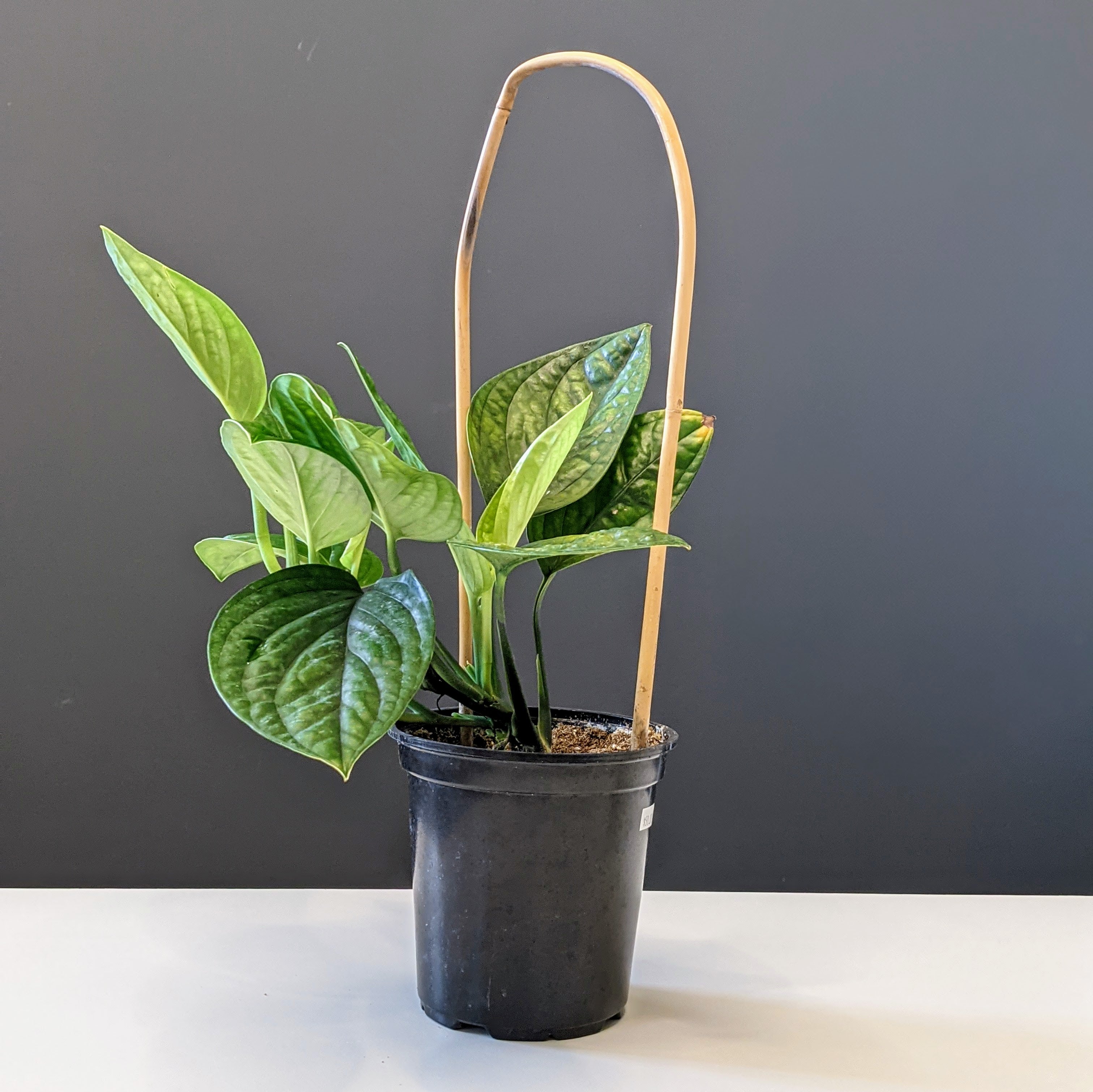 Monstera Peru - 5" pot – Leaves House